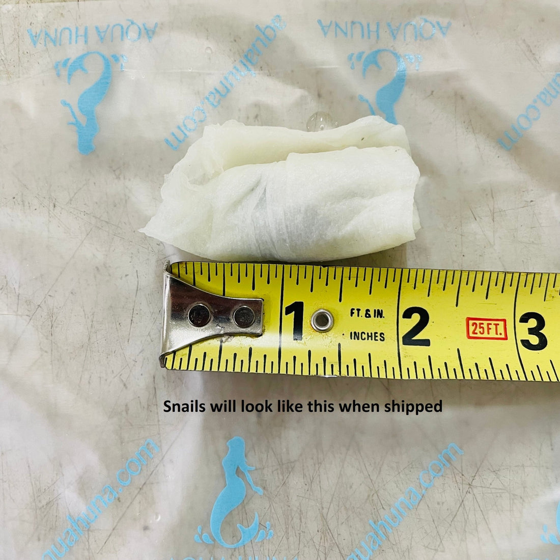 Red Spotted Nerite Snail - Vibrant Aquatic Algae Control