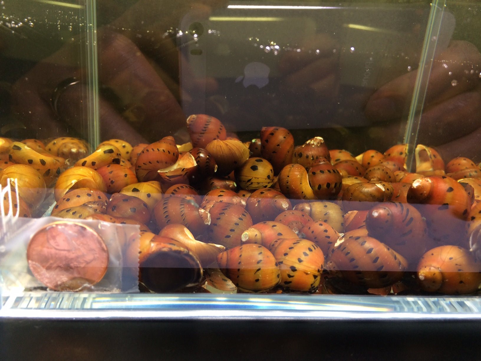 Red Spotted Nerite Snail - Vibrant Aquatic Algae Control