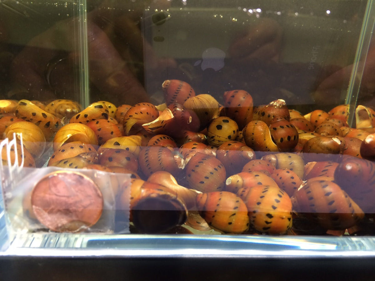 Red Spotted Nerite Snail - Vibrant Aquatic Algae Control
