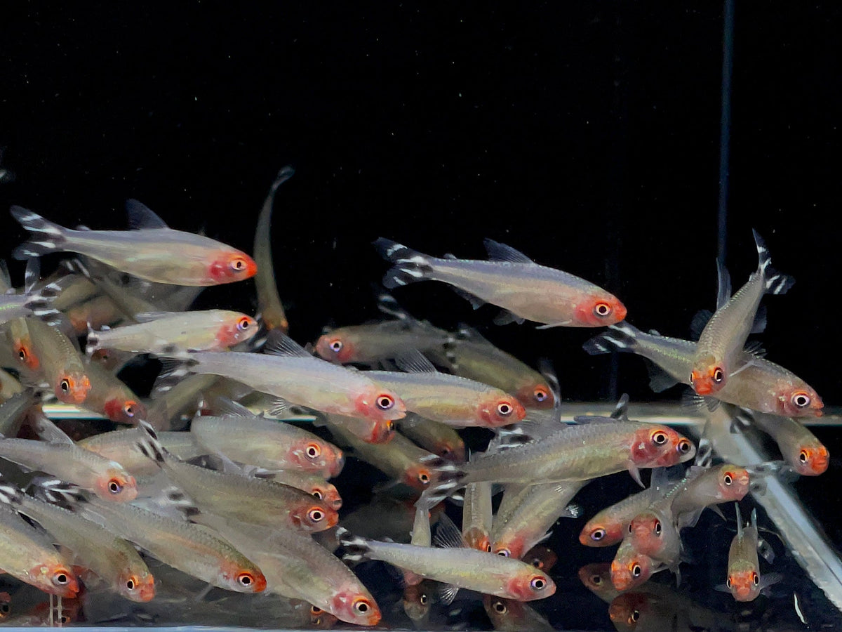 Rummynose Tetra (Size M) - Vibrant Fish for Your Aquarium – Aqua Huna