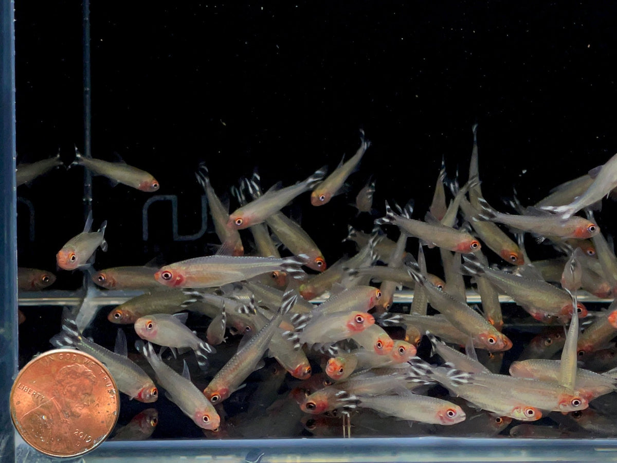 Rummynose Tetra (Size M) - Vibrant Fish for Your Aquarium – Aqua Huna