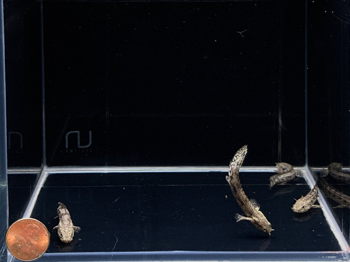 Saddled Bichir – Aqua Huna