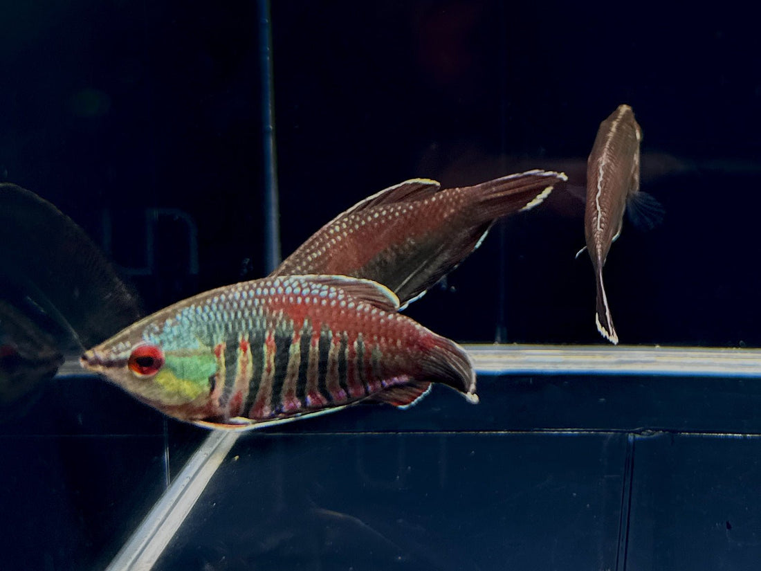 Samurai Gourami - Aquatic Grace for Your Tank
