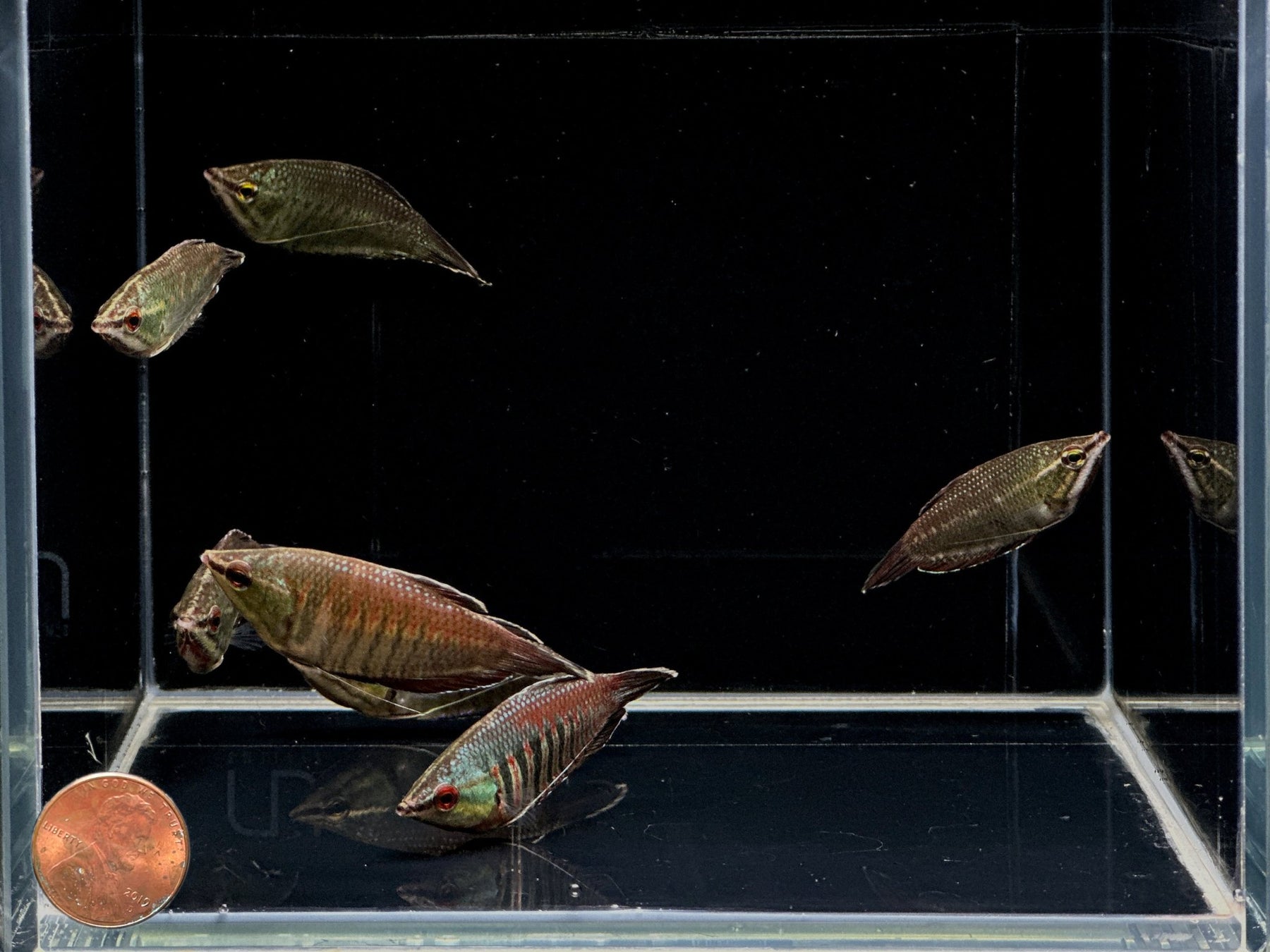 Samurai Gourami - Aquatic Grace for Your Tank