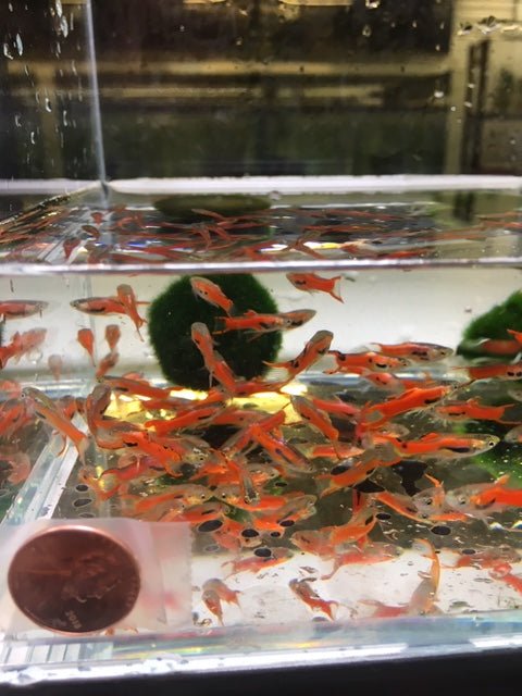 Scarlet Endler pairs - Fiery Gems for Your Aquarium – Aqua Huna