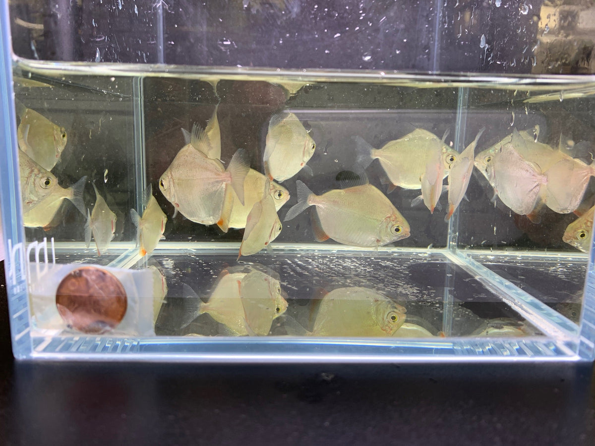 Silver Dollar Tetra - Shiny Freshwater Fish for Sale – Aqua Huna
