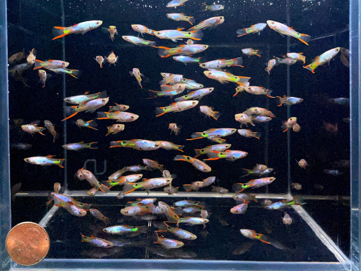 Silverado Endler (Male) - Vibrant Freshwater Aqaurium Fish – Aqua Huna