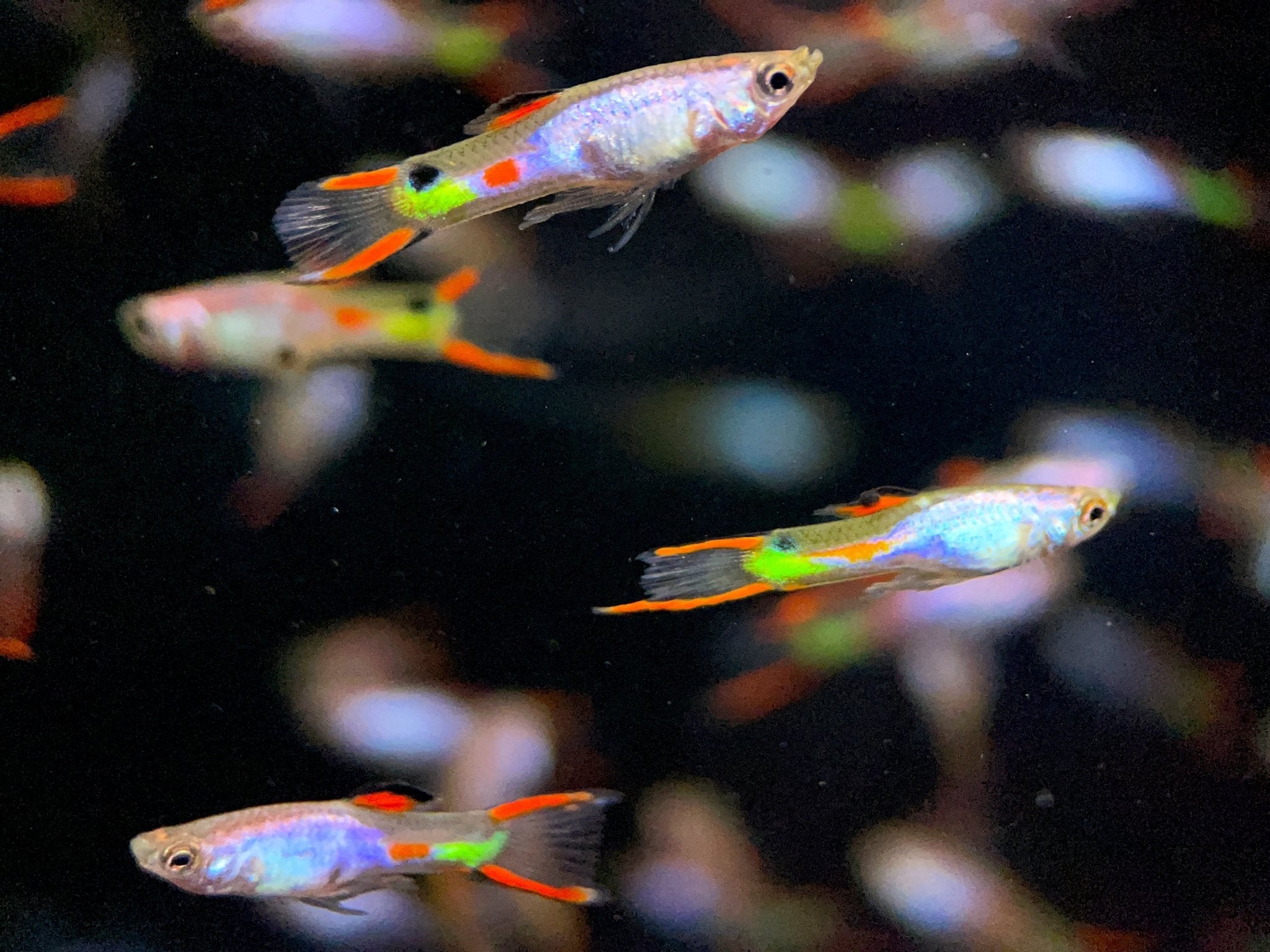 Silverado Endler (Pairs) - Colorful Tropical Fish for Sale