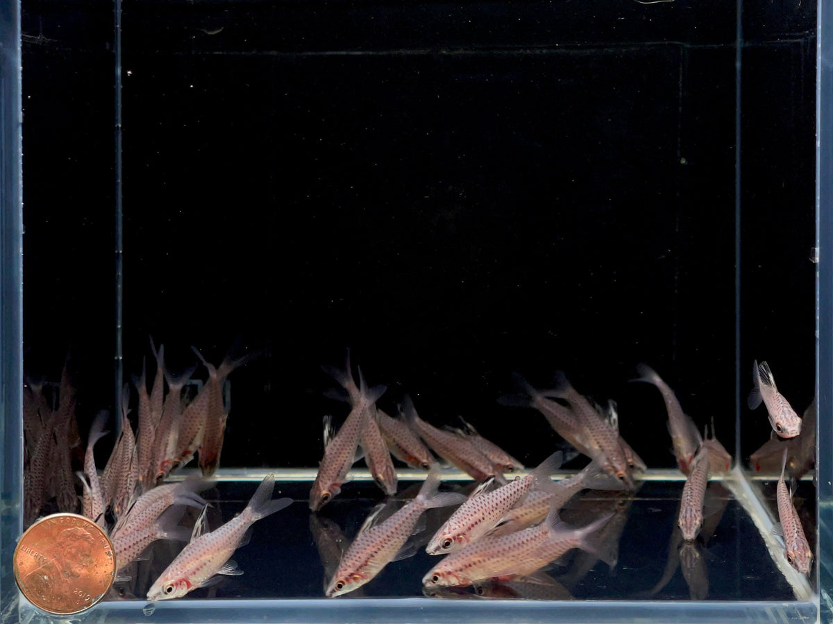 Spotted Headstander - Eye-Catching Aquatic Wonder – Aqua Huna