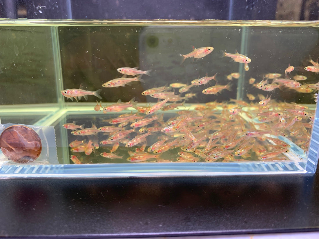 Strawberry Rasbora - Colorful Aquatic Delight for Sale
