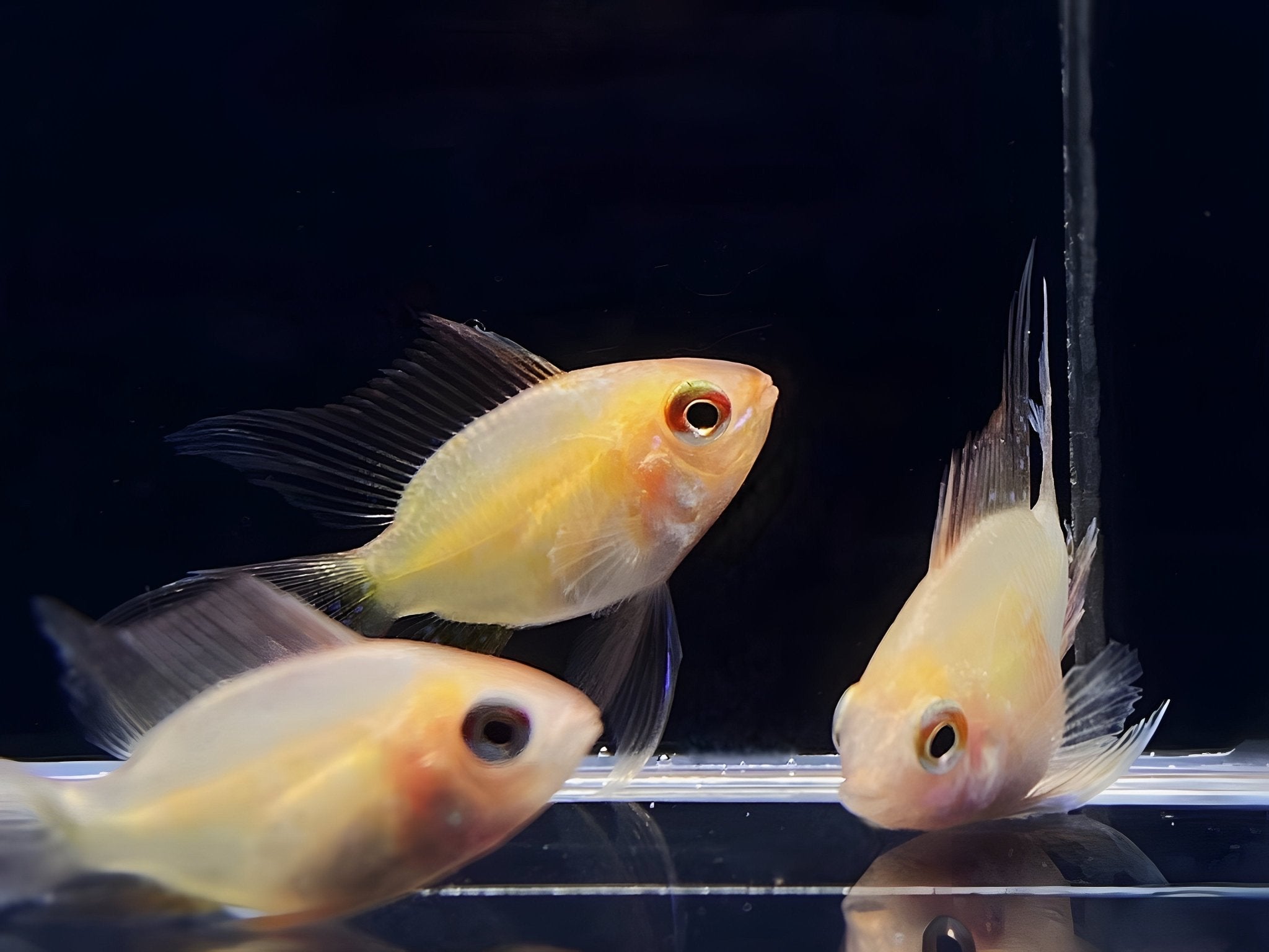 Sunkist Balloon Ram - Unique Golden Ram Cichlid for Sale