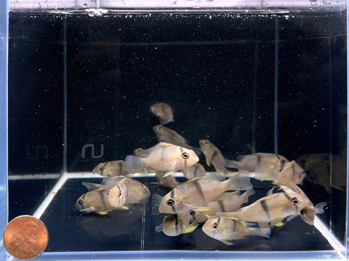 Suriname Red Spotted Cichlid - Stunning Aquatic Beauty – Aqua Huna
