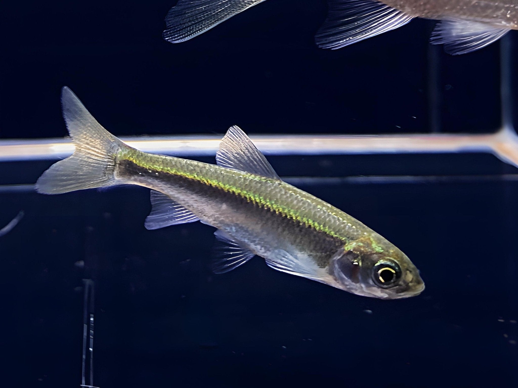 Taiwan Zacco (Zacco Taiwanensis) - Exotic Freshwater Fish