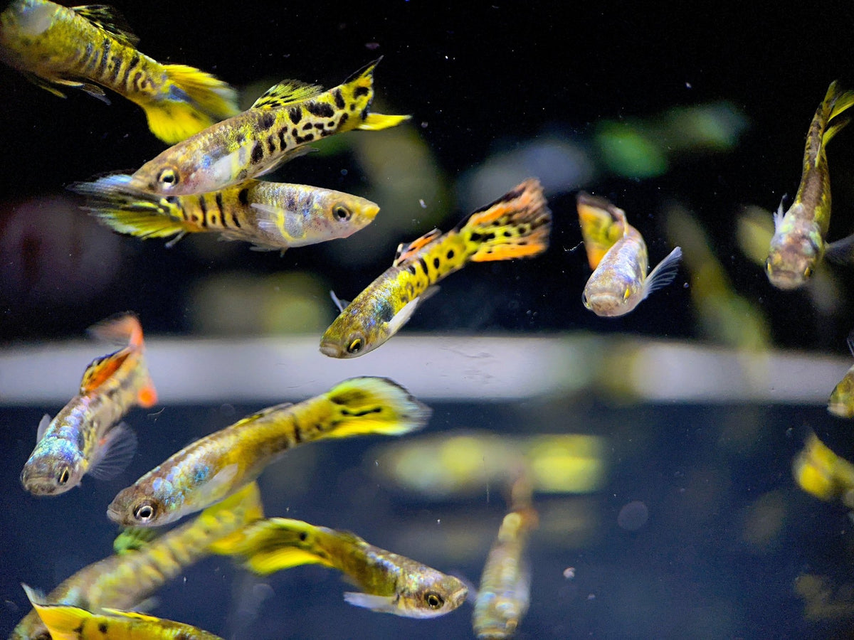 Tiger Endler (Male) - Vibrant Nano Aquarium Fish for Sale – Aqua Huna