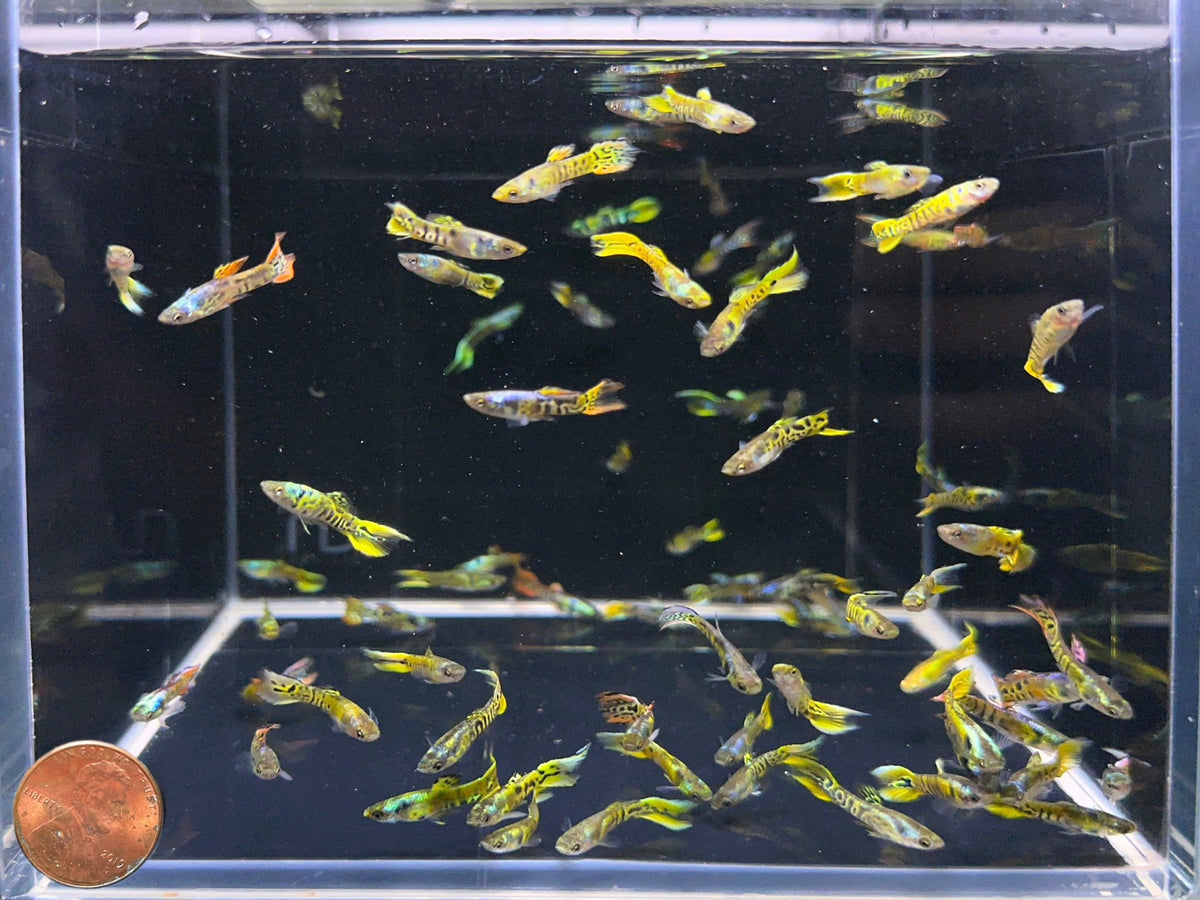 Tiger Endler (Male) - Vibrant Nano Aquarium Fish for Sale