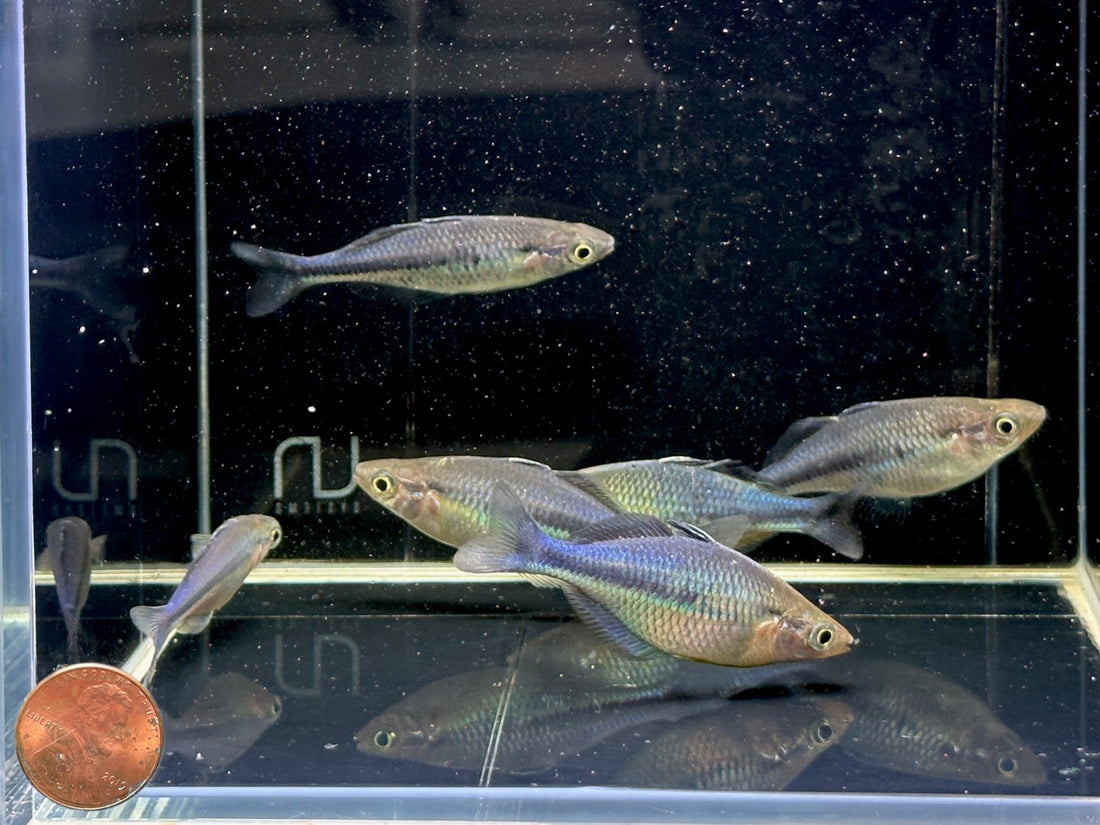 Turquoise Rainbow Fish (M/L) - Vibrant Schooling Fish