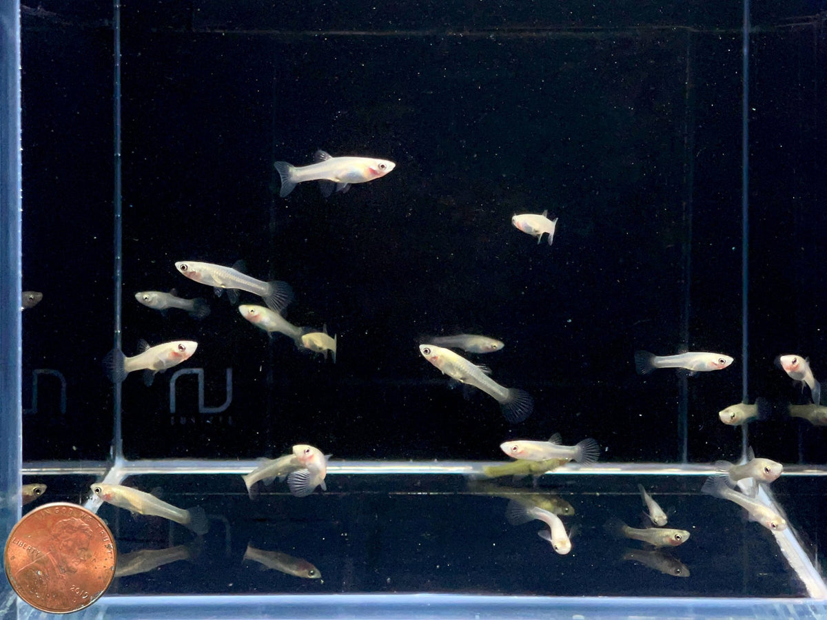 White Peacock Endler Pair - Vibrant Tropical Fish for Sale – Aqua Huna