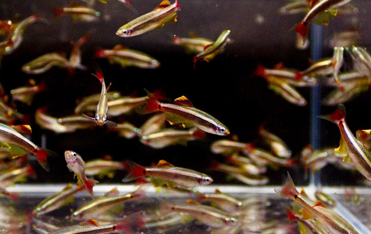 Yellow Fin White Cloud (Size L) - Colorful Freshwater Fish