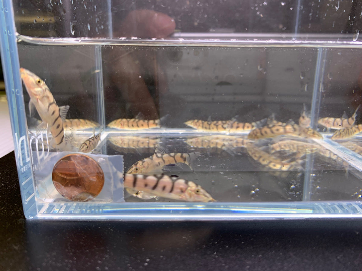 Yoyo Loach (1-1.75") - Active Freshwater Fish for Your Tank – Aqua Huna