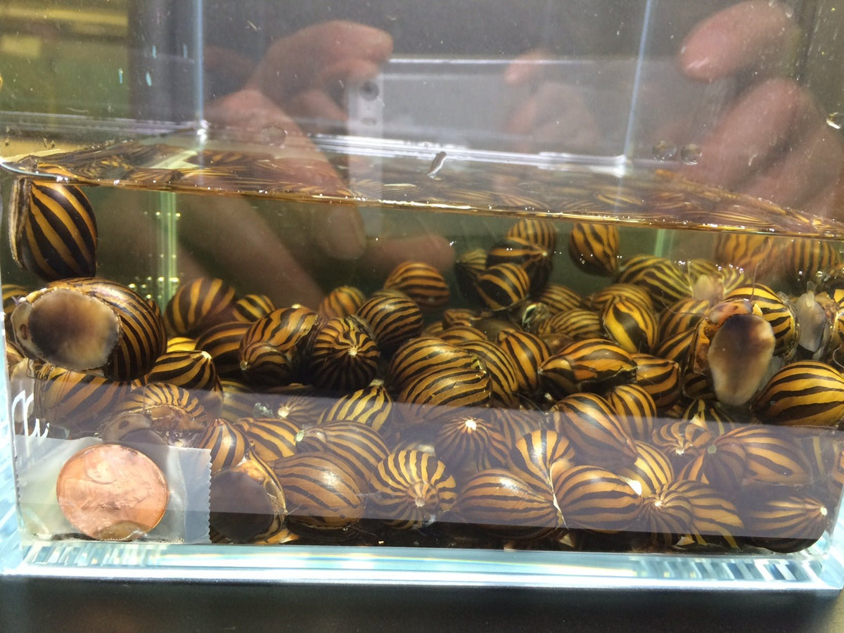 Zebra Nerite Snail - Efficient Algae Eater for Sale – Aqua Huna