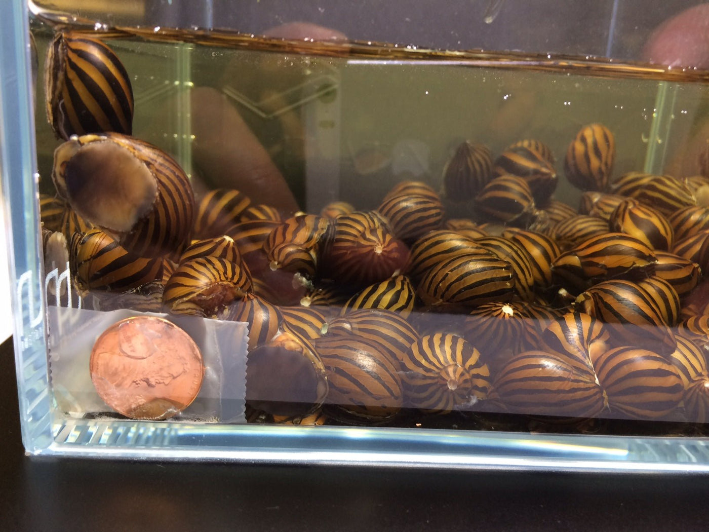 Snail | Essential Freshwater Aquarium Cleaner