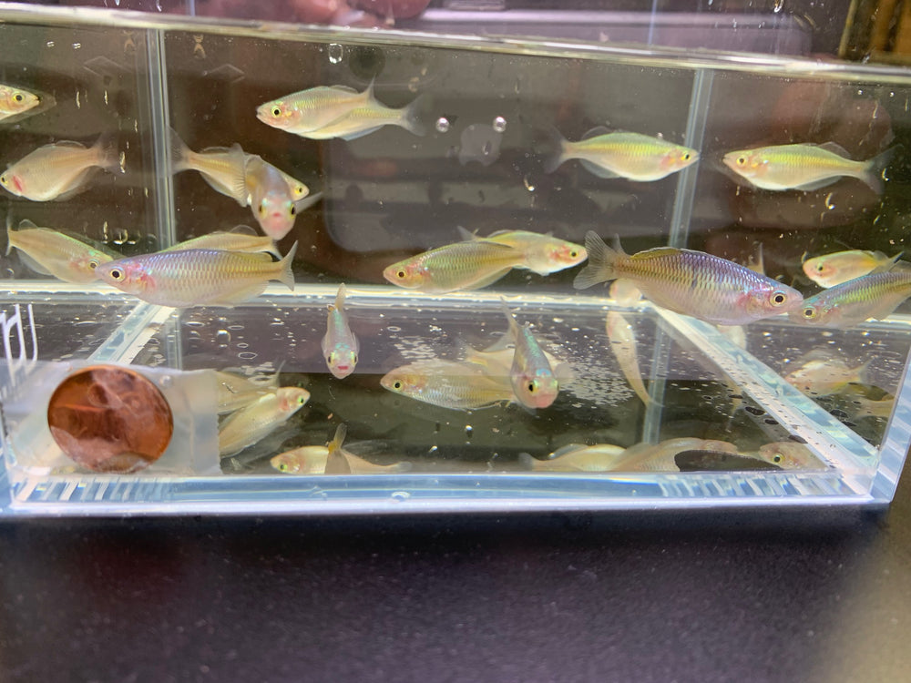 Rainbow Fish | Vibrant Freshwater Aquarium Species